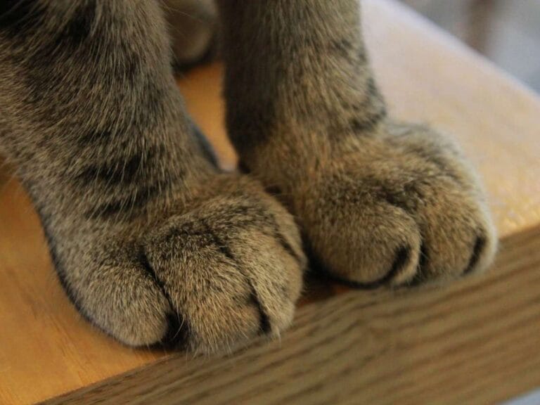 Understanding 10 Sign of Your Cat Body Language